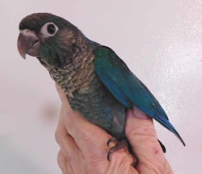 Green Cheek Conure